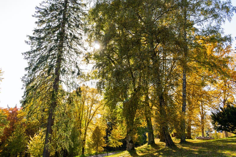 Naturally Growing Trees Thrive in a Community that Hides Many Secrets ...