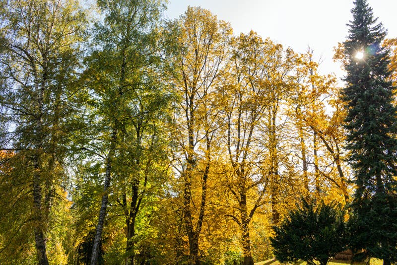 Naturally Growing Trees Thrive in a Community that Hides Many Secrets ...