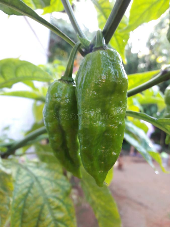 Chillie stock photo. Image of like, chillie, nice, naturally - 113991968