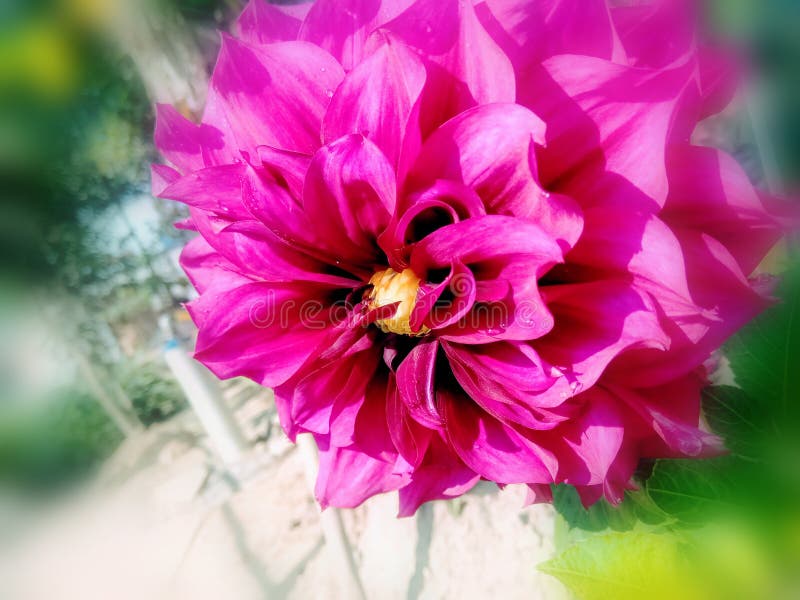 Naturally pink rose stock image. Image of good, wildflower - 206113511