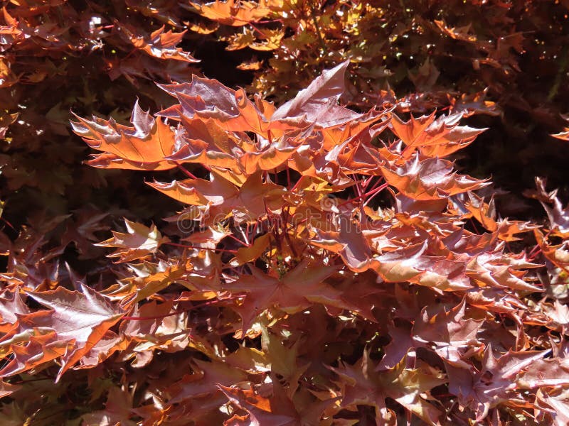 Naturally red maple stock photo. Image of branches, tree - 174606872