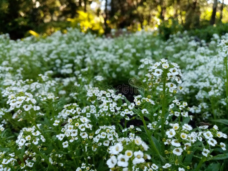 Naturally small flower stock photo. Image of produce - 188620170