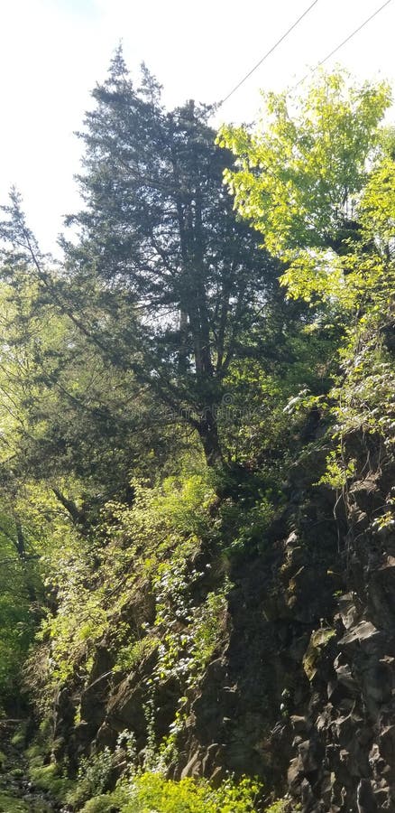 Naturally Strange tree stock image. Image of peculiar - 116495639