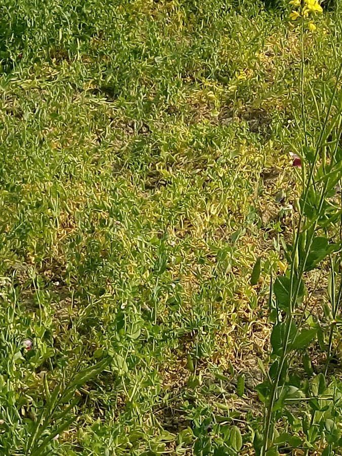 Naturally Trees Grass Small Plants Stock Photo - Image of trees ...
