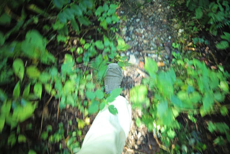 Action Walking Forest Path stock photo. Image of taking - 102919742