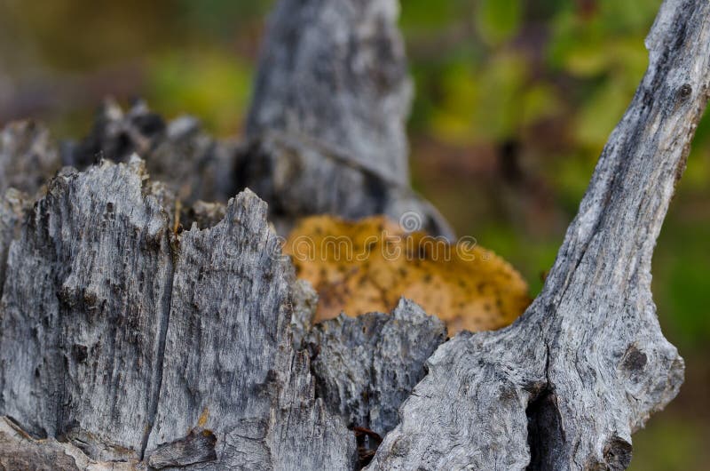 Naturally Weathered Tree Stump in Autumn Stock Photo - Image of fall ...