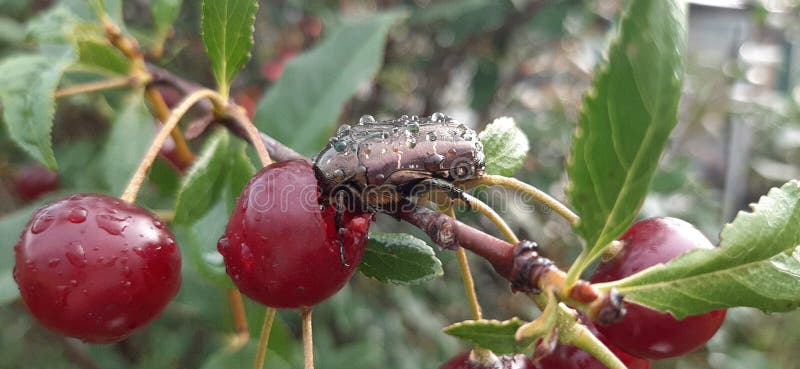 Nature Bug Cherry Insect Ecology Stock Image - Image of cherry, eats ...