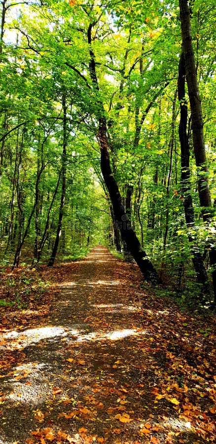The way of nature stock image. Image of relaxation, forest - 199213377