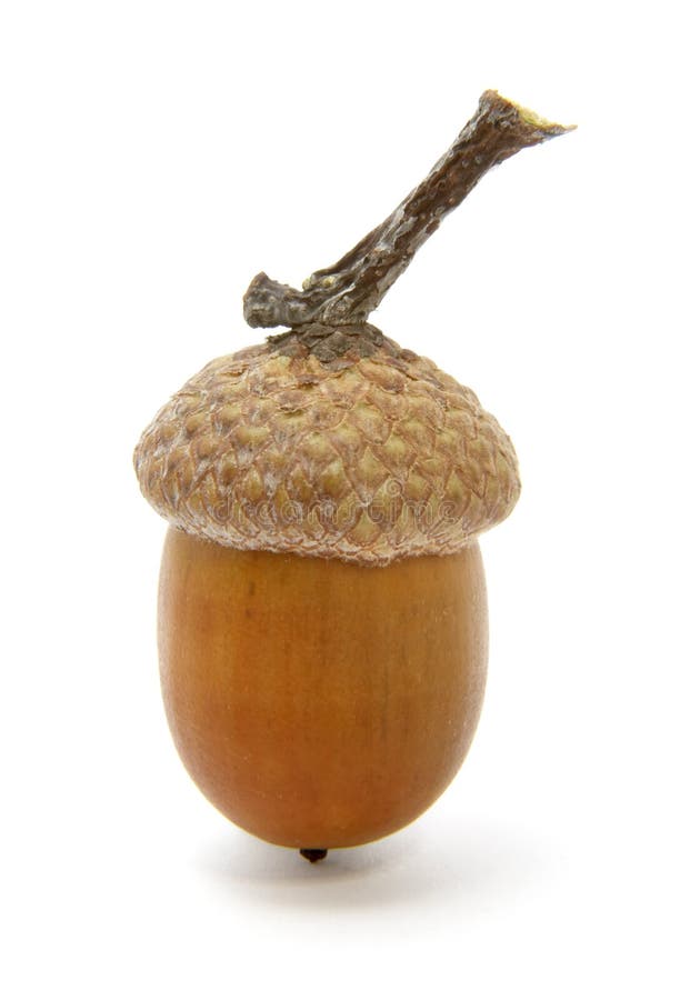 Still life of acorn. stock image. Image of studio, tree - 2047119