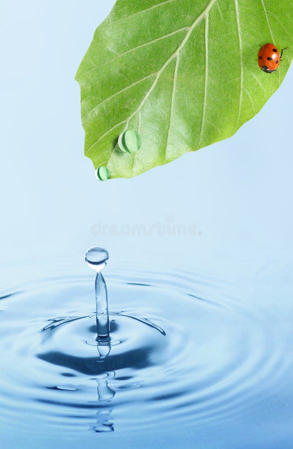 Water dripping stock photo. Image of leaves, calm, liquid - 5403352