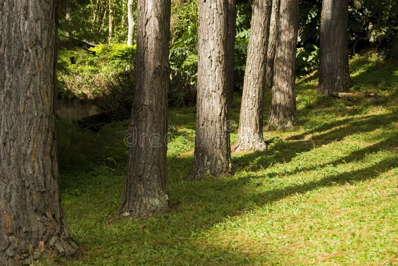 Tree Rollback Stock Photos - Free & Royalty-Free Stock Photos from ...