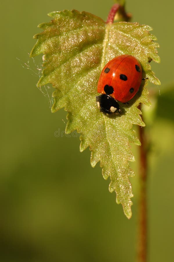 Nature stock image. Image of light, ladybug, insect, macro - 5404743