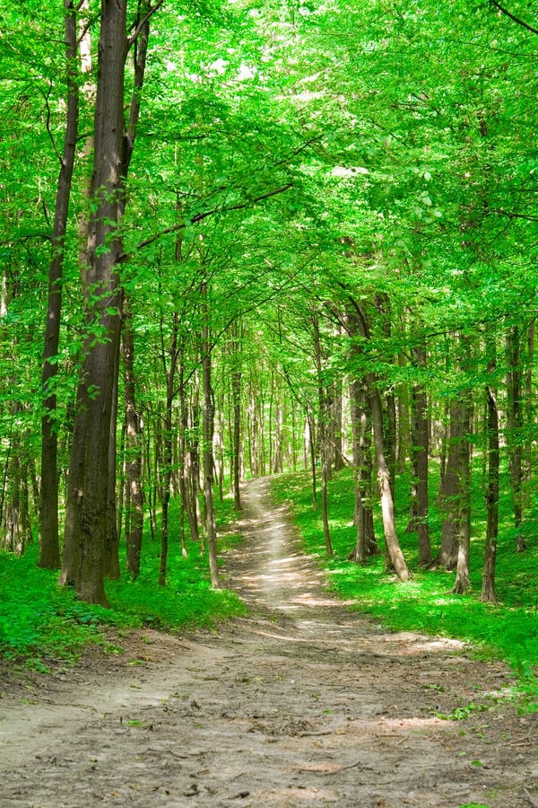 920+ Green nature pathway Free Stock Photos - StockFreeImages
