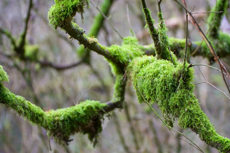 Spanish Moss Abstract Macro Stock Photo - Image of moss, abstract: 30097744
