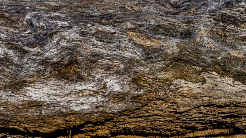Nature Abstract Background of Tree Textures Stock Photo - Image of ...