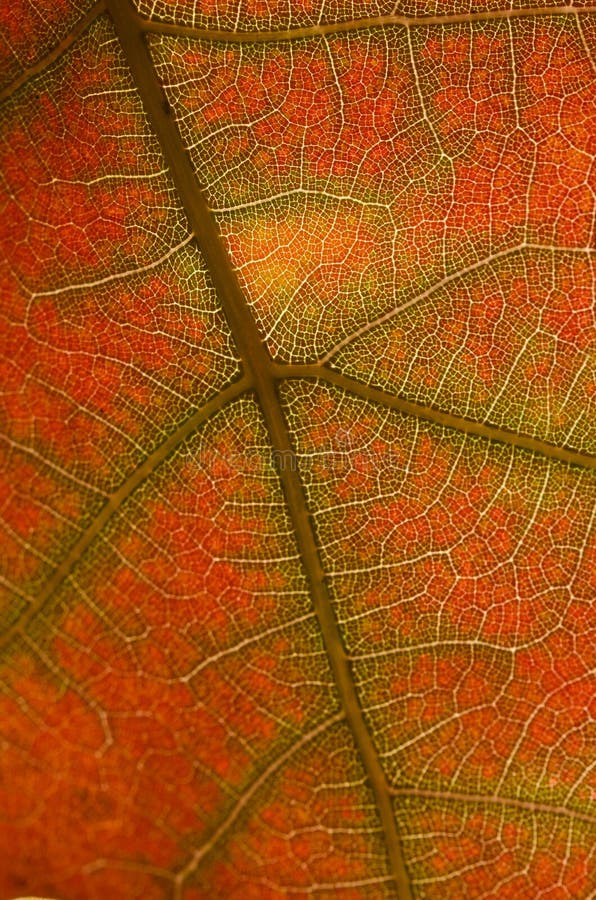 Nature Abstract - Cells and Veins of a Dying Leaf Stock Photo - Image ...