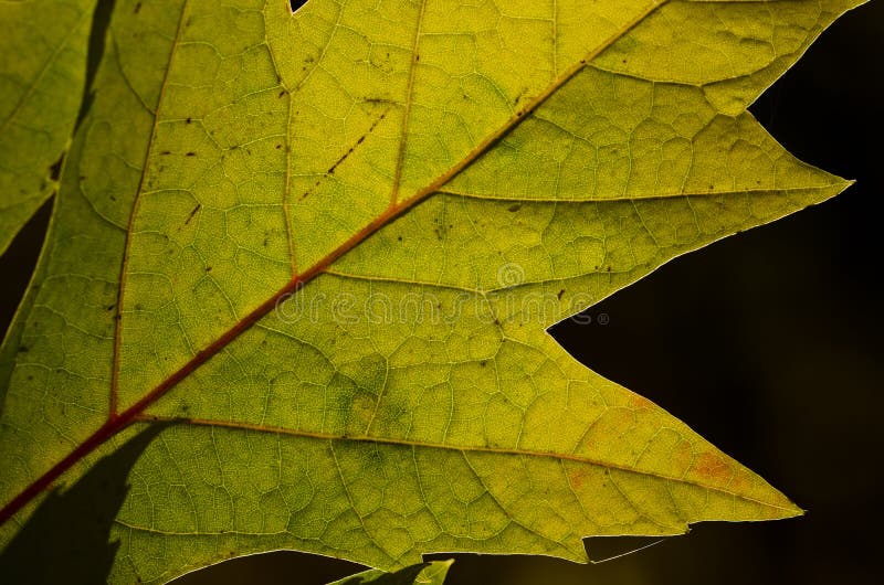 Nature Abstract - Cells and Veins of a Dying Leaf Stock Image - Image ...