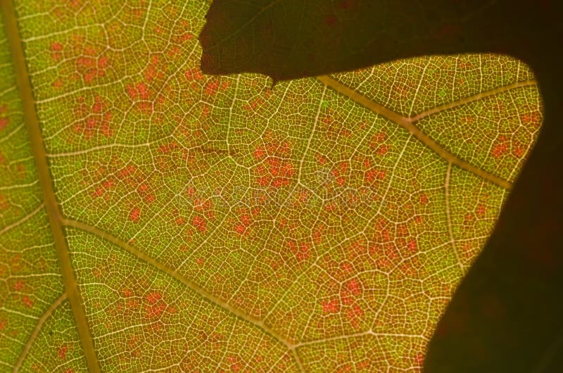 Nature Abstract - Cells and Veins of a Dying Leaf Stock Image - Image ...