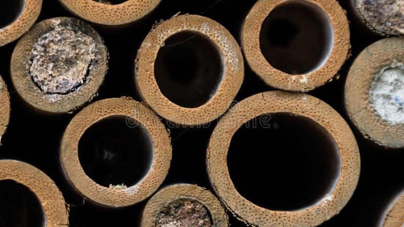 Nature Abstract: Close Look at a Collection of Bee Tubes Stock Image ...
