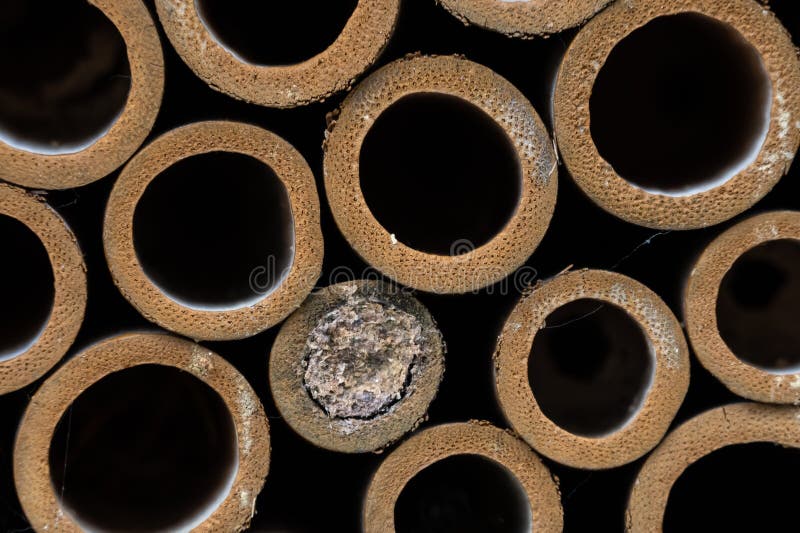 Nature Abstract: Close Look at a Collection of Bee Tubes Stock Image ...