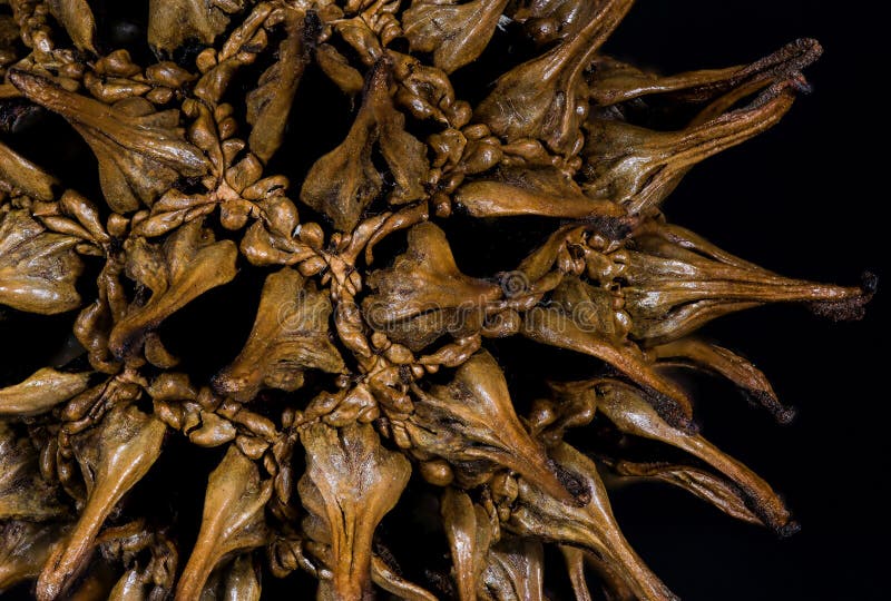 Nature Abstract: Close Look at the Seed Pod of a Sweetgum Tree Stock ...