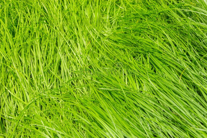 Nature Abstract with Green Grass Background Stock Photo - Image of ...