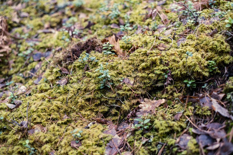 Nature Abstract Pattern Texture with Vegetation and Small Leaves Stock ...