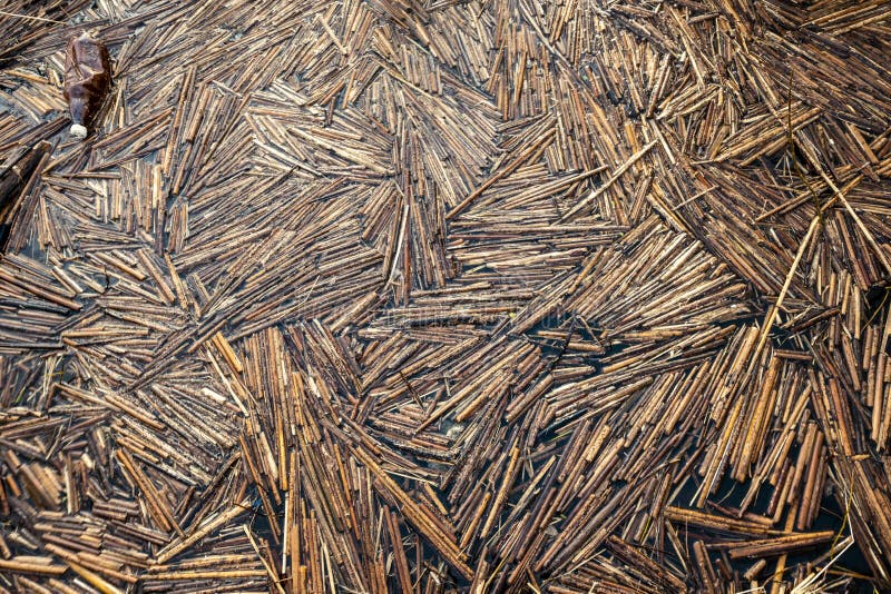 Nature Abstract Pattern Texture with Vegetation and Small Leaves Stock ...