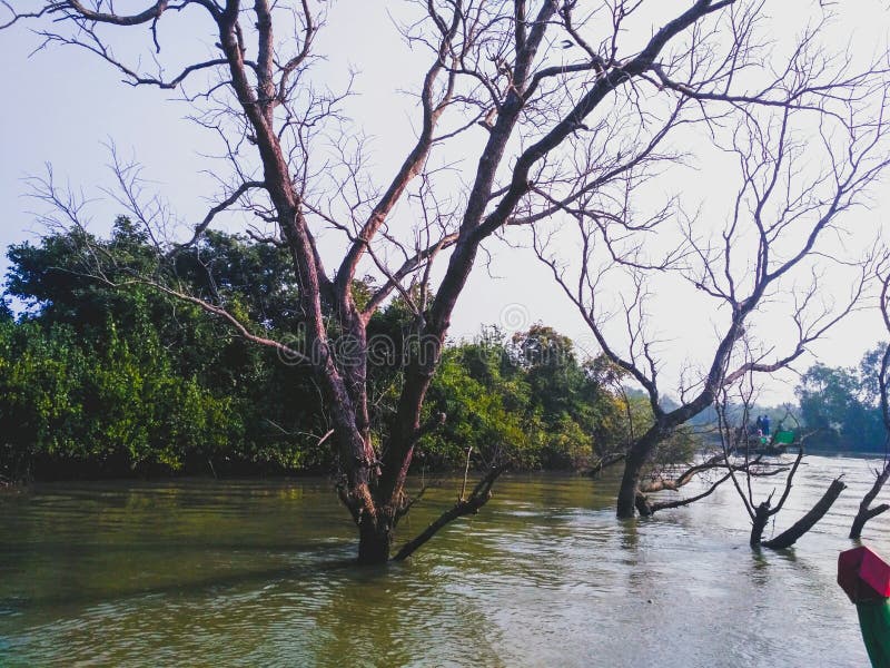 Nature stock photo. Image of nature, structure, tree - 93767766