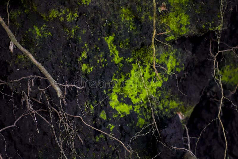Abstract Background Wallpaper of Green Moss and Roots Stock Image ...
