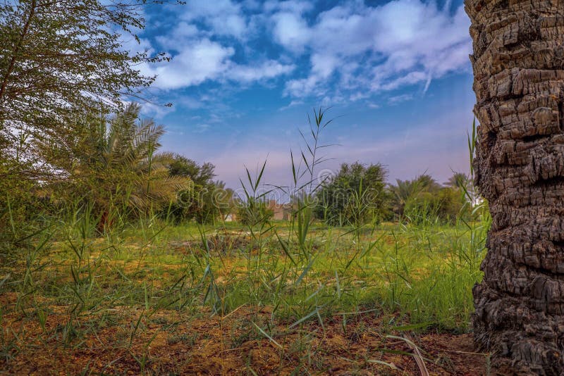 Nature stock image. Image of trees, nature, outside - 132022673