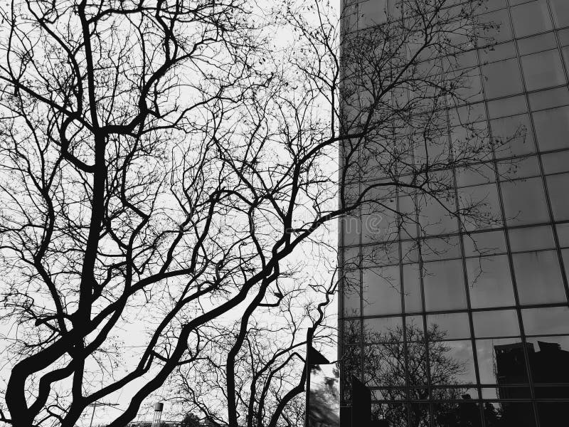 Nature Against Civilization. Building and Tree Stock Image - Image of ...