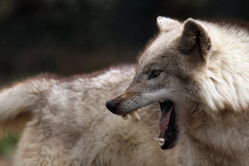 294 Wolf Snarling Stock Photos - Free & Royalty-Free Stock Photos from ...