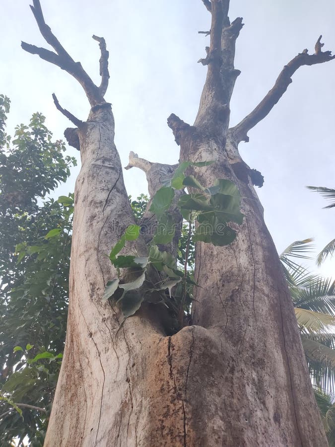 Nature Alive Tree in Dead Mango Tree Stock Image - Image of tree, mango ...