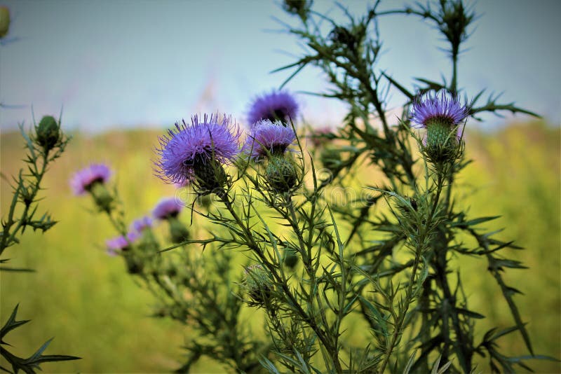 National Flower of Scotland Stock Image - Image of botanical, flower ...