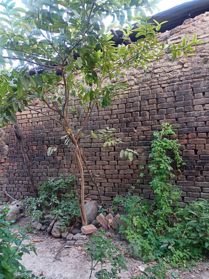 Nature Amazing Look in Village Stock Image - Image of storm, winter ...