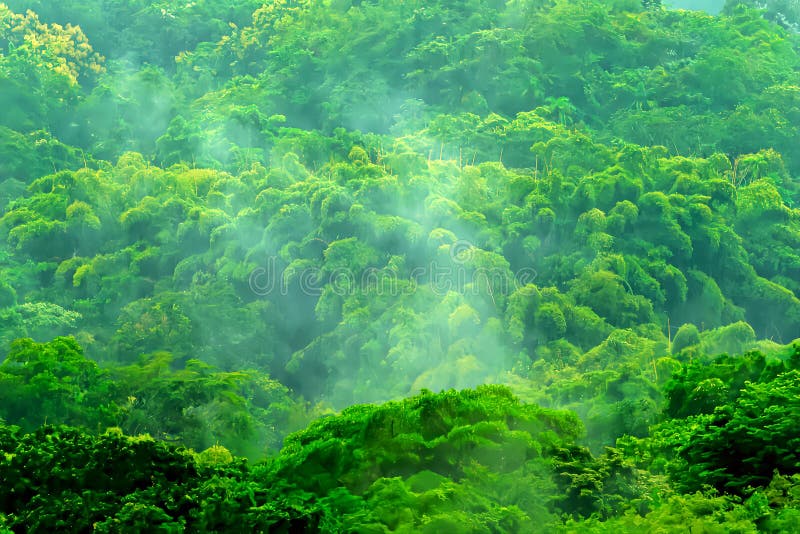 Nature of Amazon Forest Leaf Trees Jungle Woodlands Sunlight Green ...