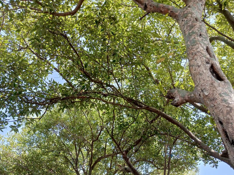 Nature Ambients stock image. Image of autumn, tree, plant - 257149581