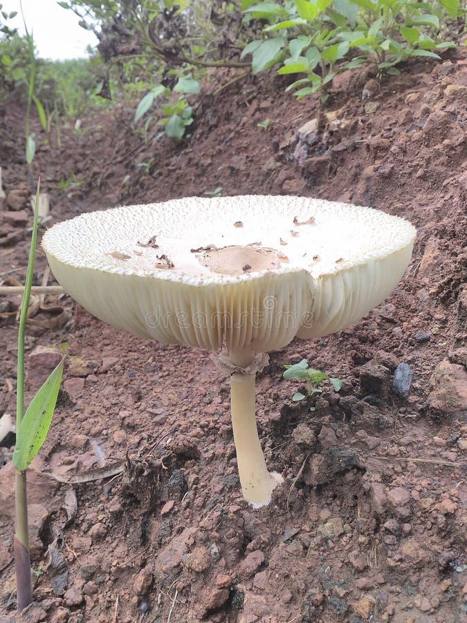 Nature stock image. Image of creativity, ground, amezing - 103939461