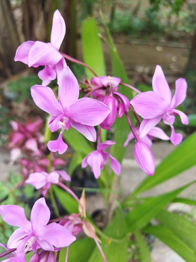 Nature Anggrek Flowers Green Lilac Stock Photo - Image of green ...