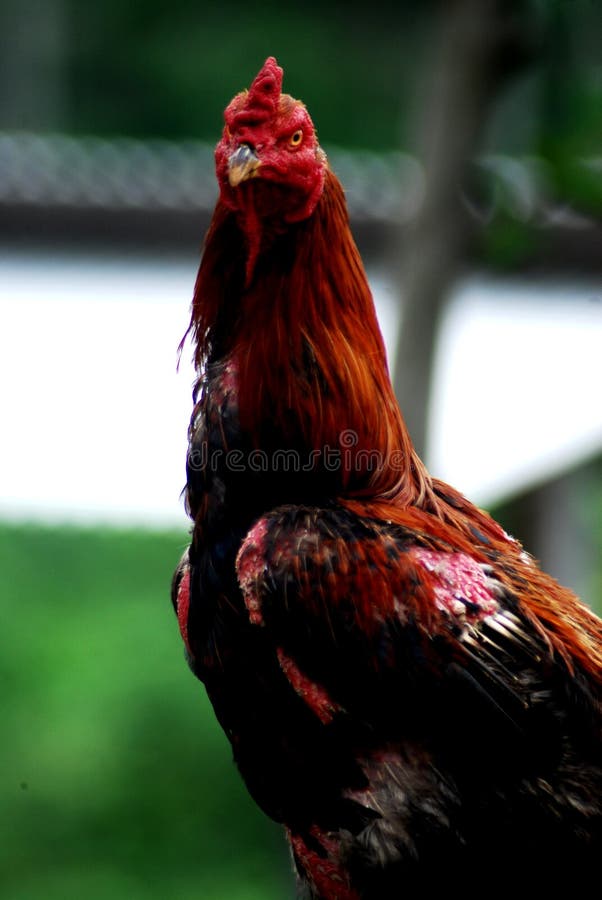This nature animal chicken stock photo. Image of nature - 208427182