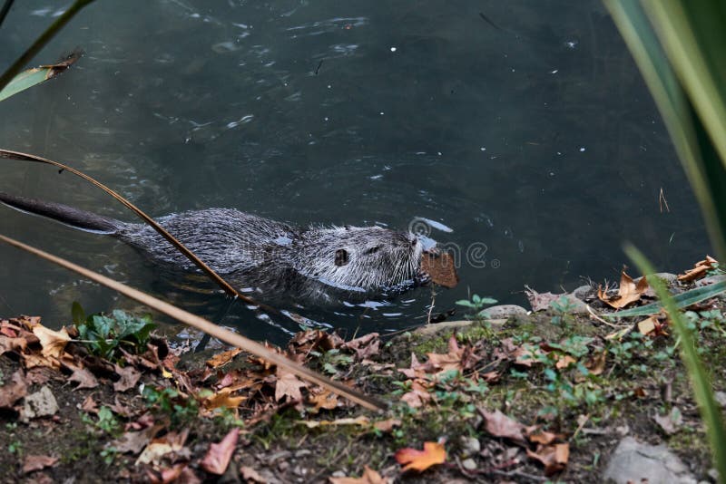 Nature and Animal Concept - Close-up of a Nutria on the Shore of a ...