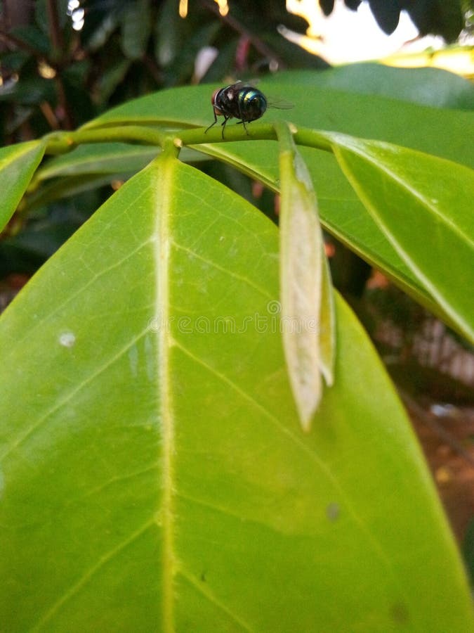 Nature Animal,fly,green Fly, Green Fly ,leaf Stock Image - Image of ...