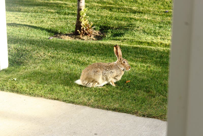 Little hare on a grass stock photo. Image of hare, grass - 158024314