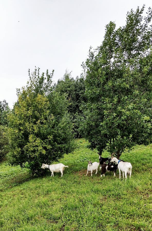 Nature animals farm summer stock image. Image of summer - 124608221