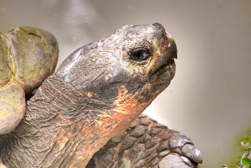 Close up of a turtle stock image. Image of colossal - 198419503