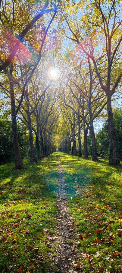 Nature around Paris stock photo. Image of green, plant - 244672150