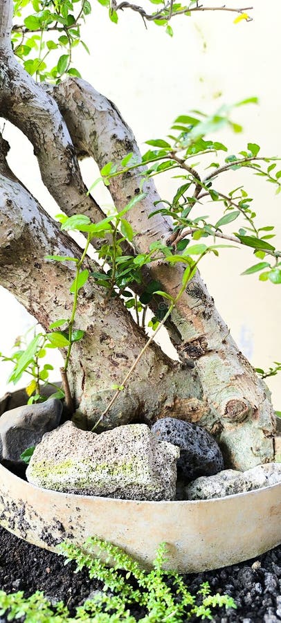 Nature Art of Bonzai stock image. Image of aestethic - 373268551