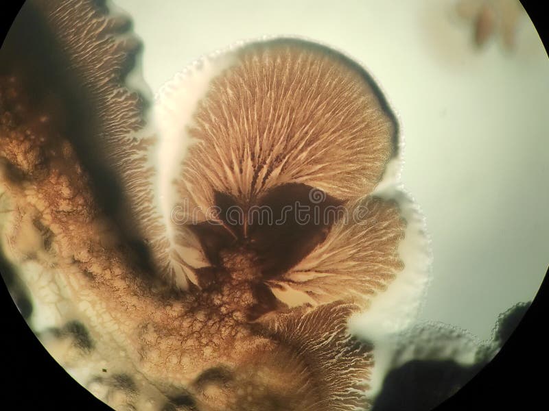 The Beautiful Art of Bacteria - Microscope View of Bacillus and Other ...