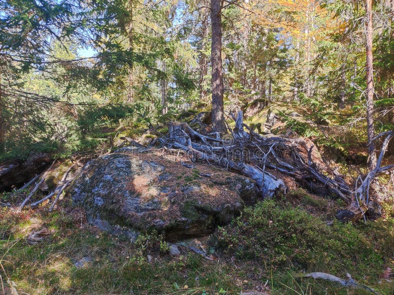 Nature Artwork Outdoors Special Combination of Different Natural ...